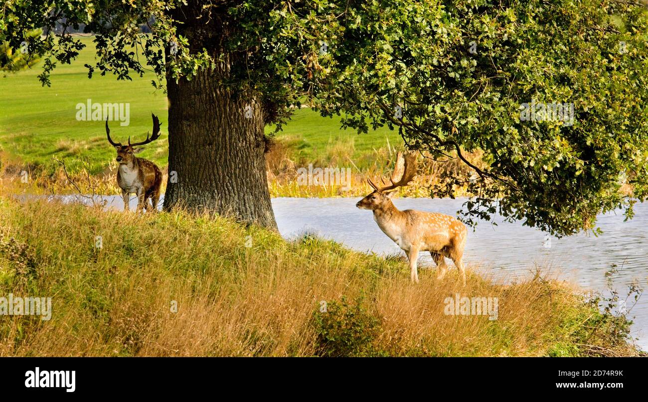 Pair of Common Fallow Bucks, in Holkham Hall grounds, standing under a ...