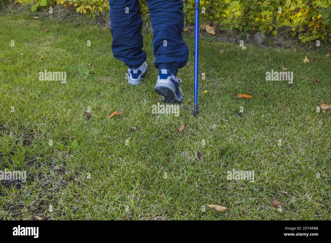 View of feet of man nordic walking with sticks in forest. Health ...