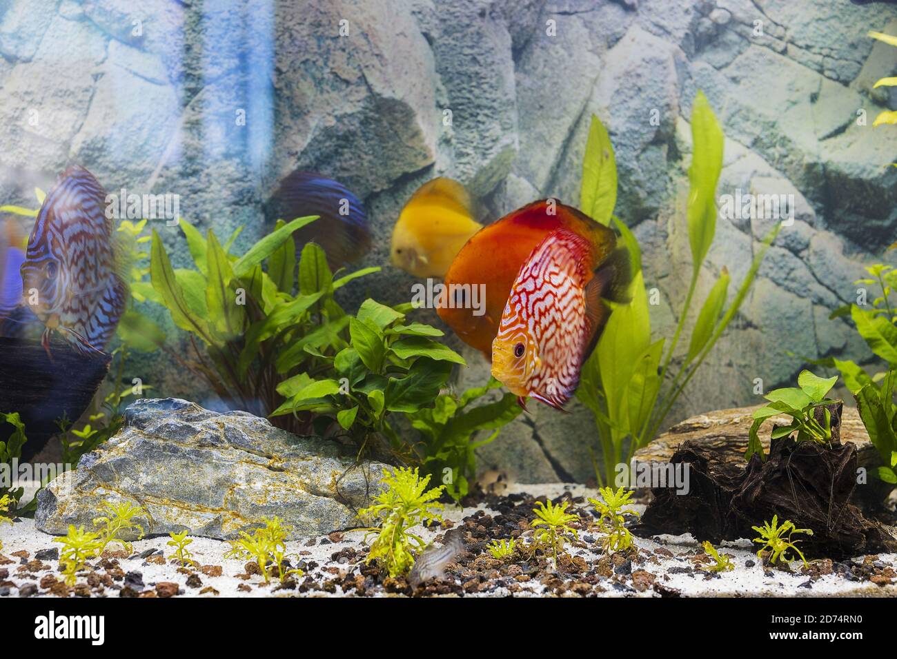 View of discus fish swimming in planted aquarium. Tropical fishes ...