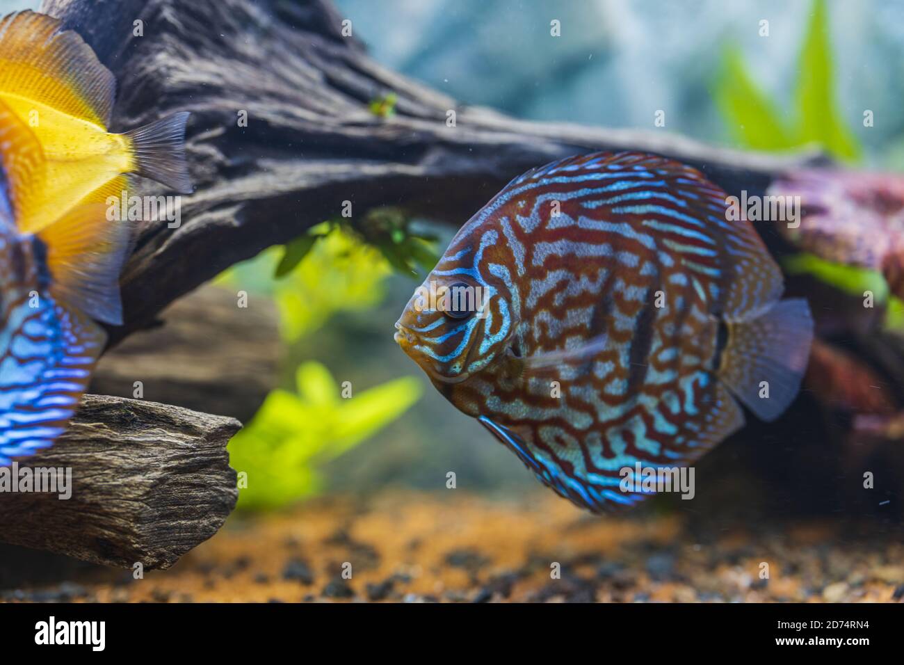 Blue Turquoise Discus Fish
