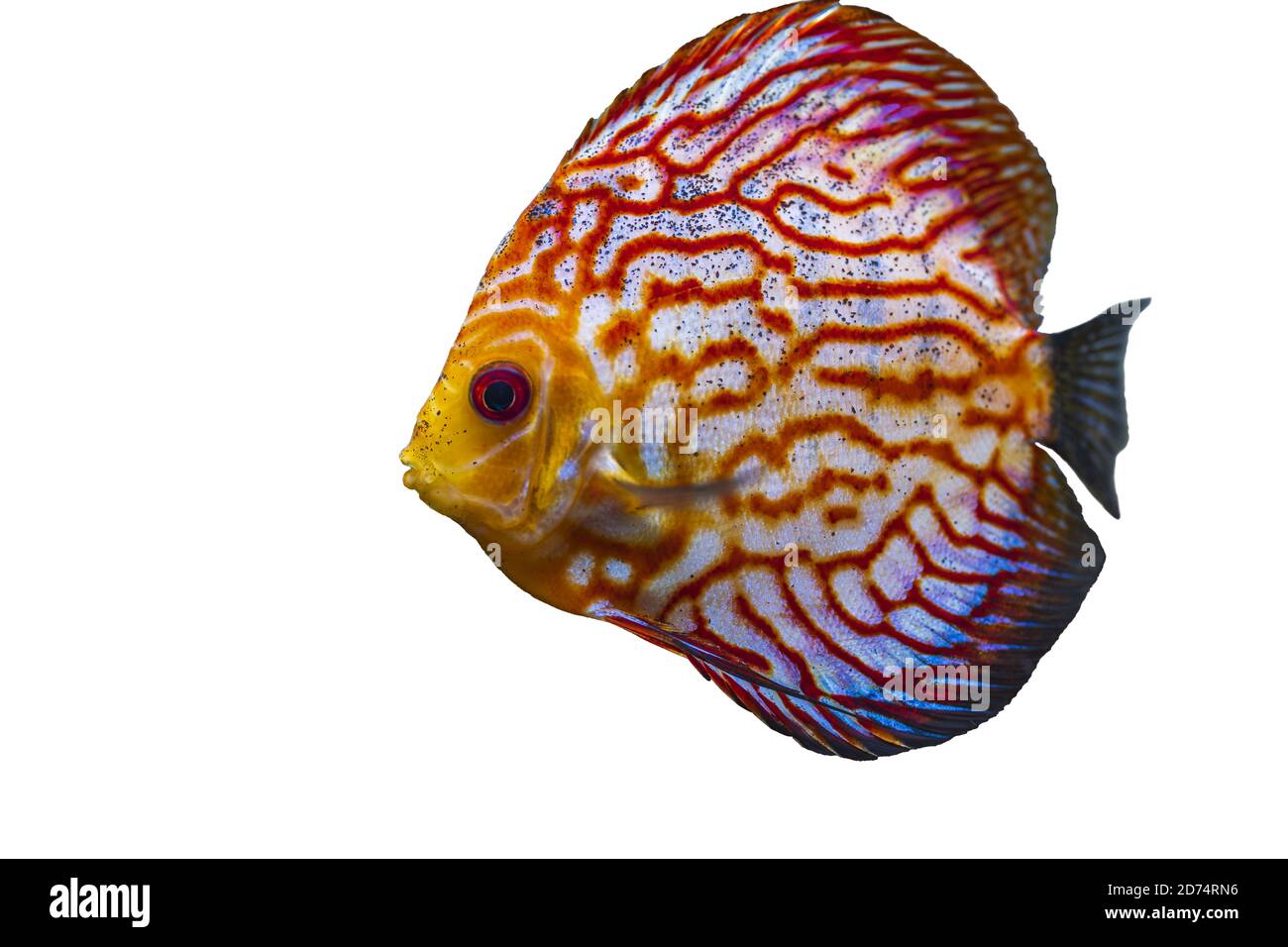 Close up view of gorgeous checkerboard red map discus aquarium fish ...