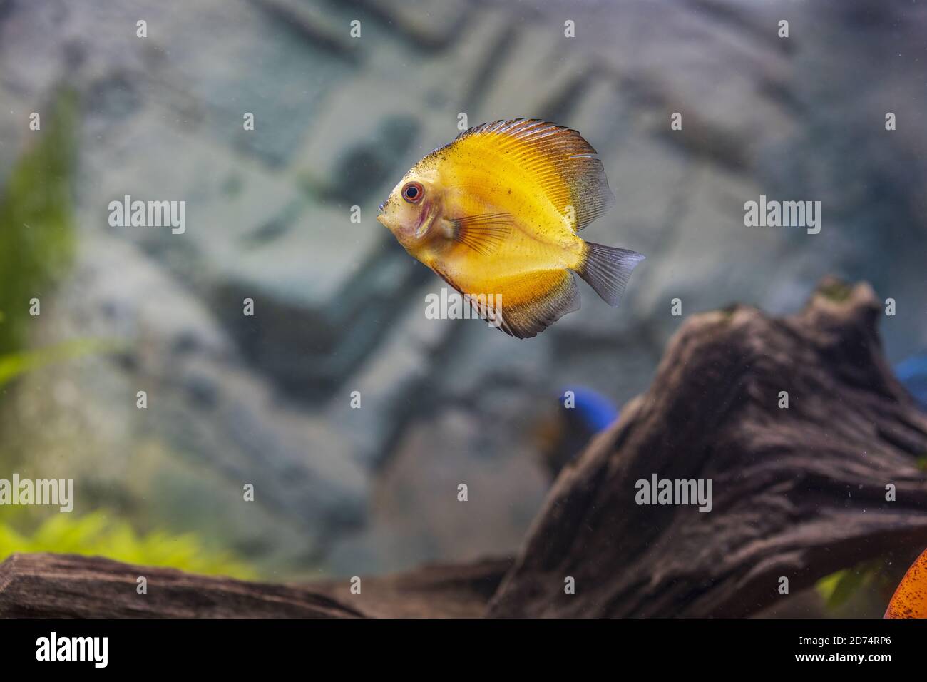 Gold Discus High Resolution Stock Photography and Images - Alamy