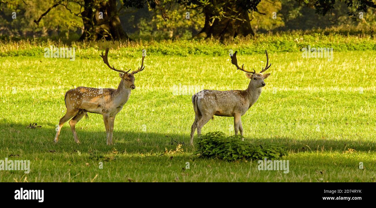 Profile of pair of Common Fallow Bucks, in Holkham Hall grounds, Autumn ...