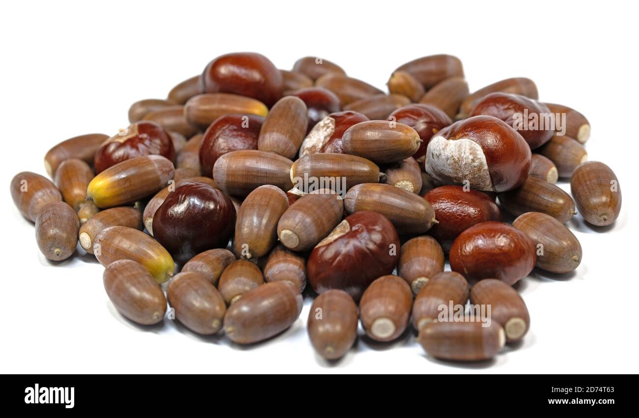Chestnuts and acorns against a white background Stock Photo - Alamy