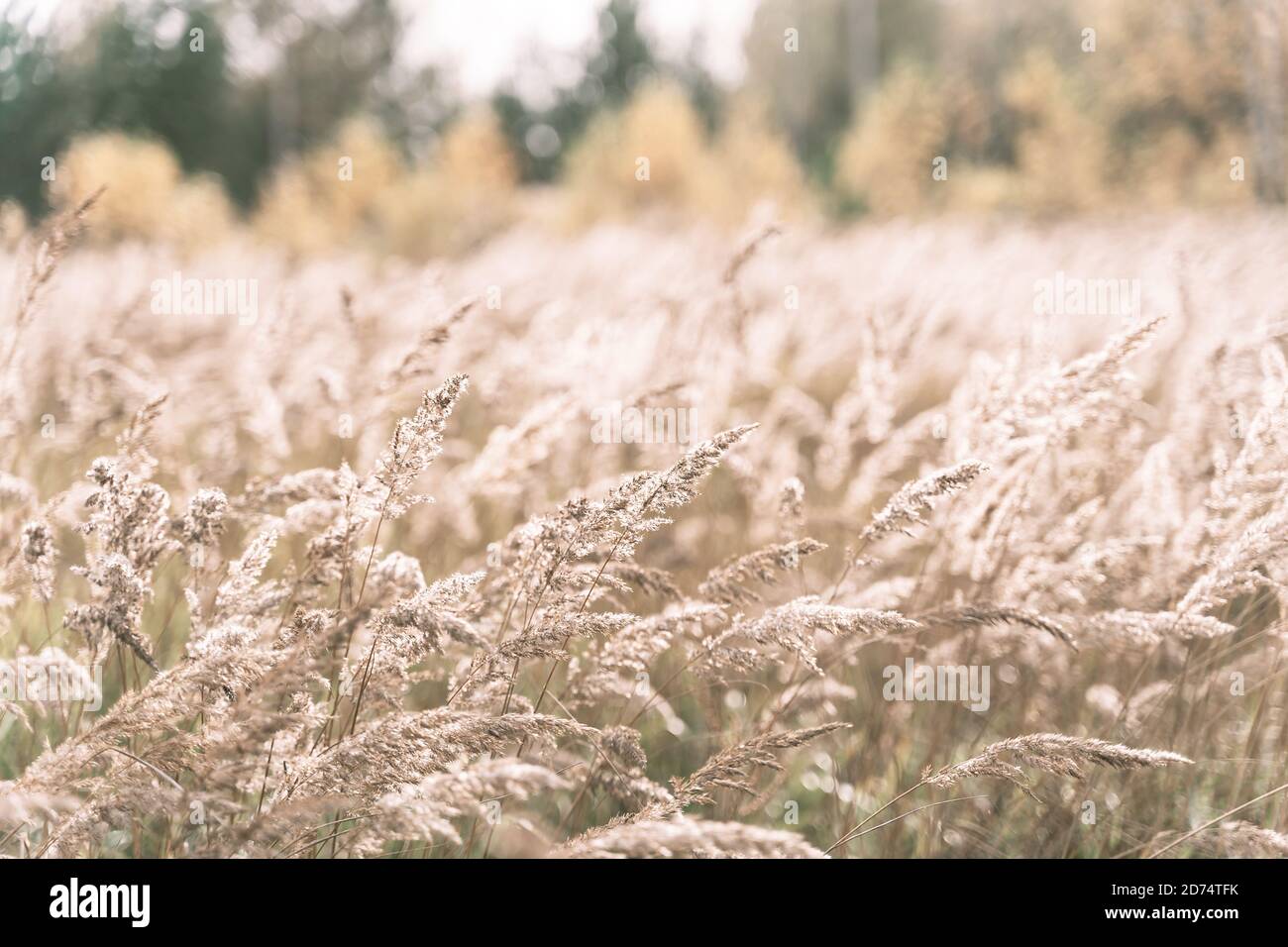 Beautiful abstract closeup of golden dried meadow grass. Beautiful fall ...