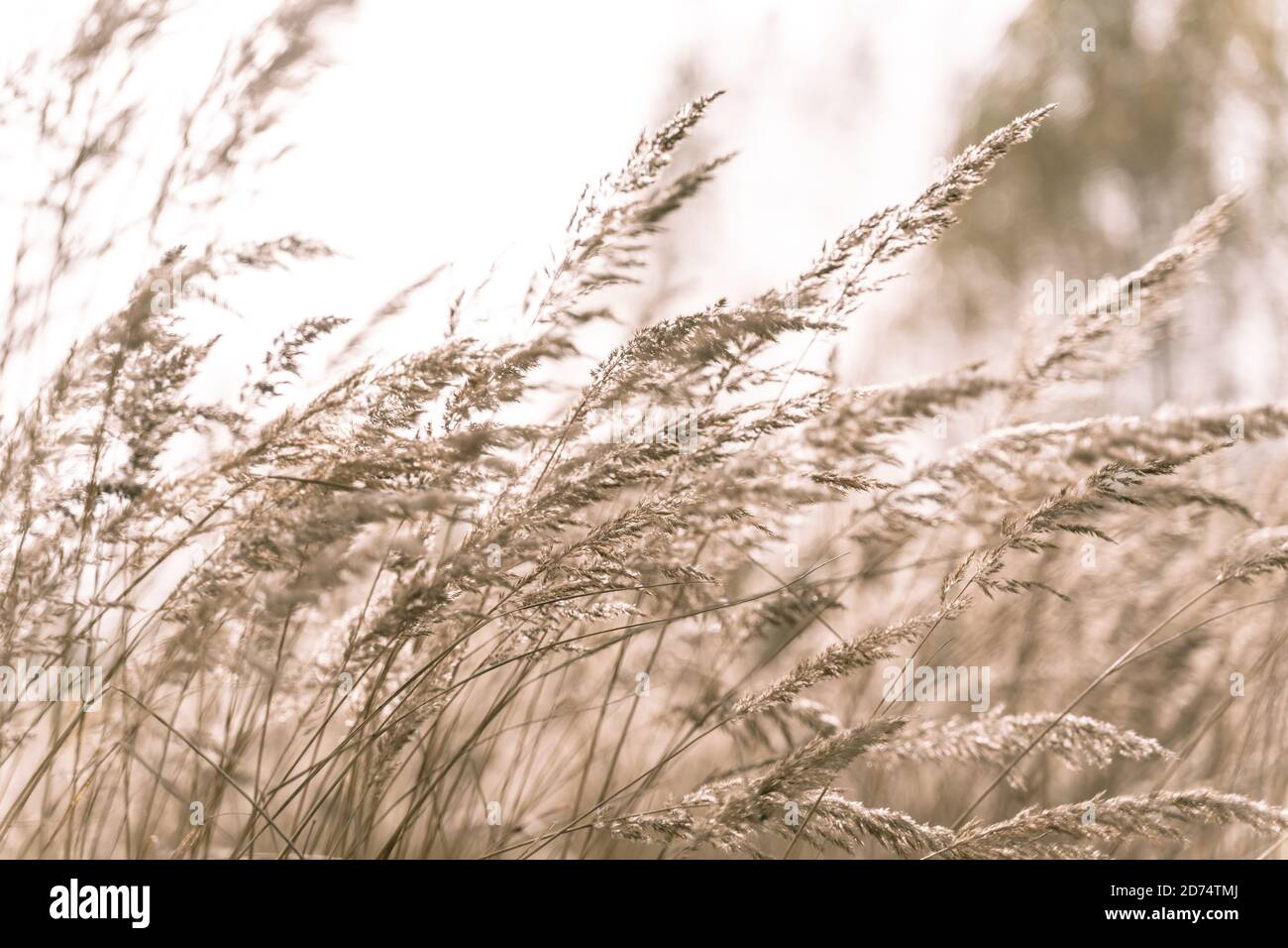 Beautiful abstract closeup of golden dried meadow grass. Beautiful fall ...