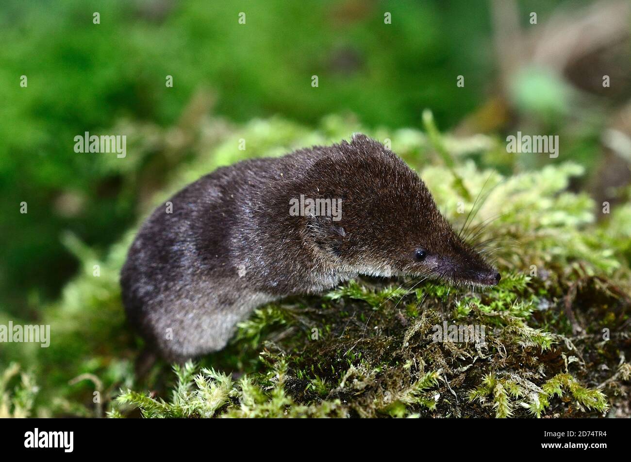 Soricidae hi-res stock photography and images - Alamy