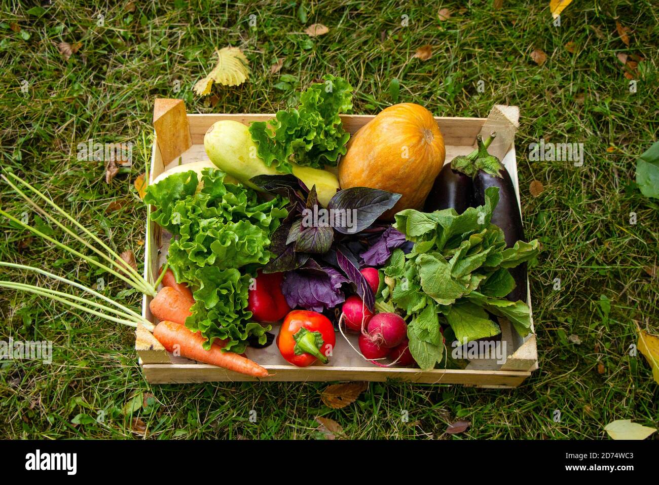 vegetables in a box on background of garden. carrot, lettuce, basil ...