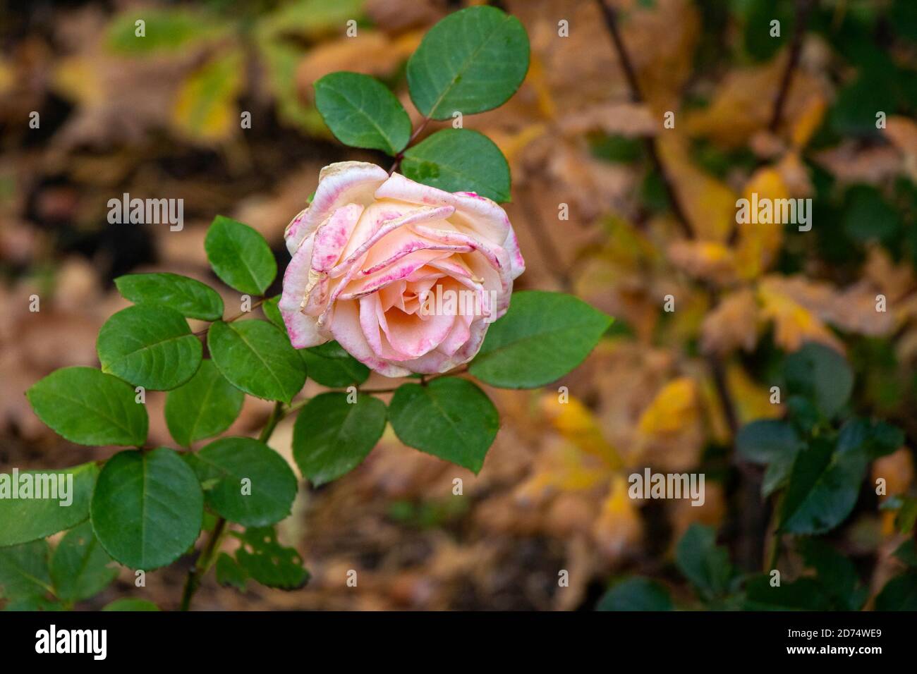 Petal of a withered flower hi-res stock photography and images - Alamy