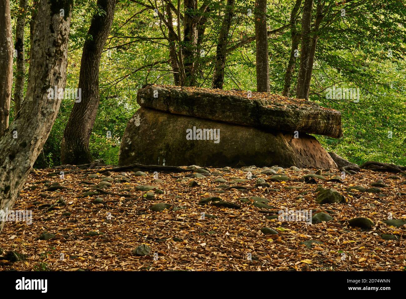 ancient megalith dolmen among trees in an autumn grove in the evening ...