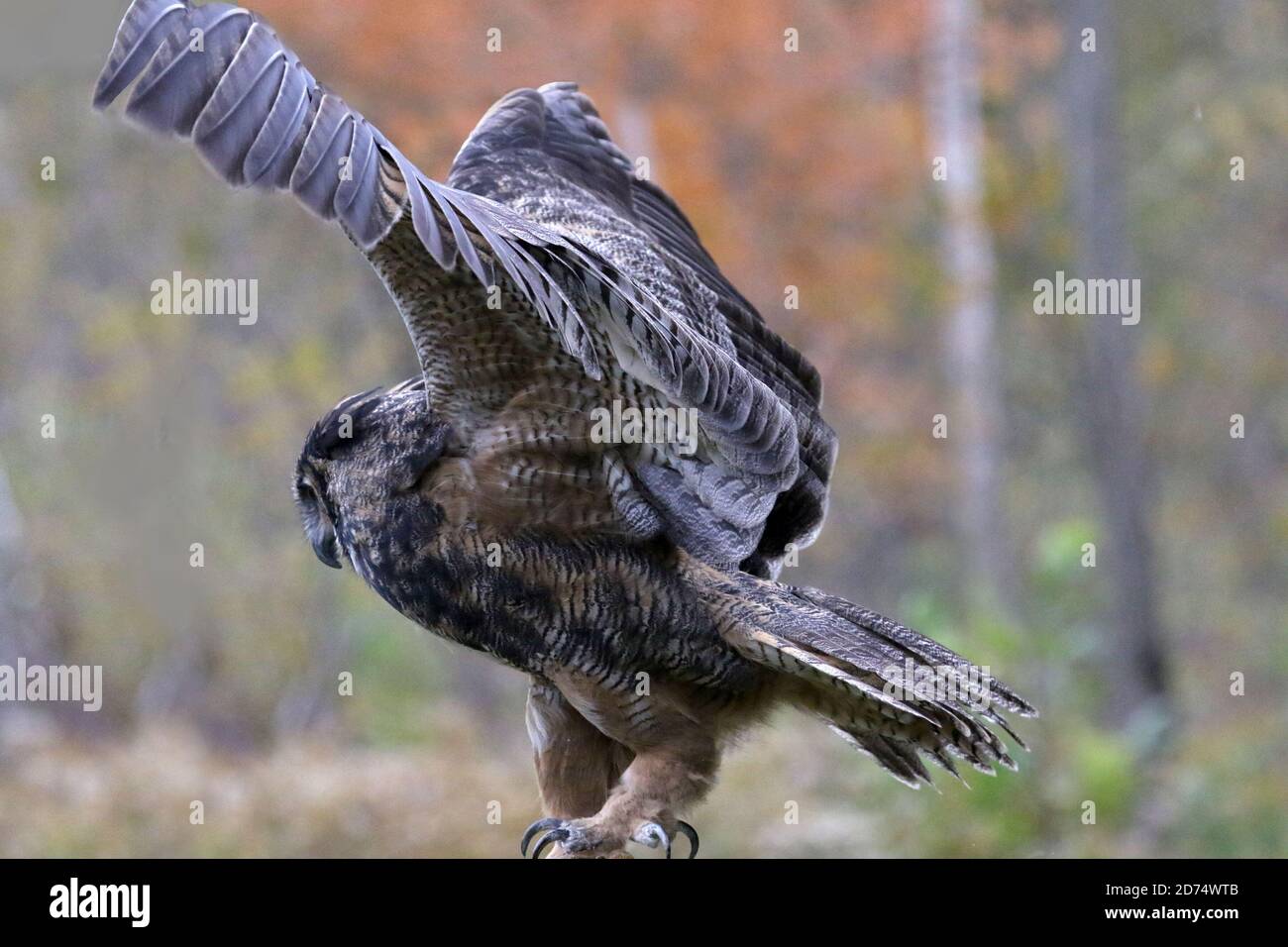 Great horned owl perching and flapping Stock Photo - Alamy