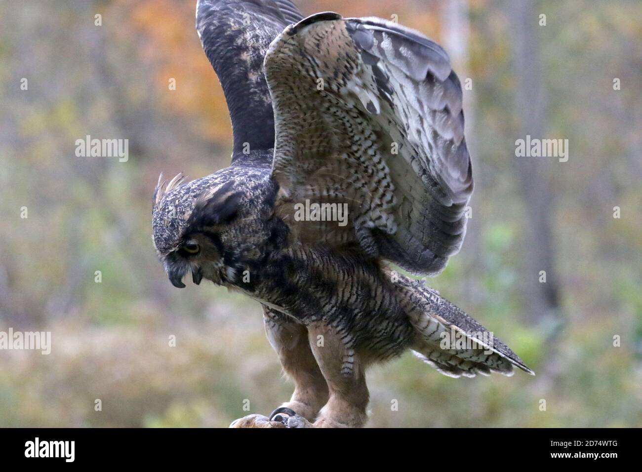Can hear mice under two feet of snow hi-res stock photography and ...