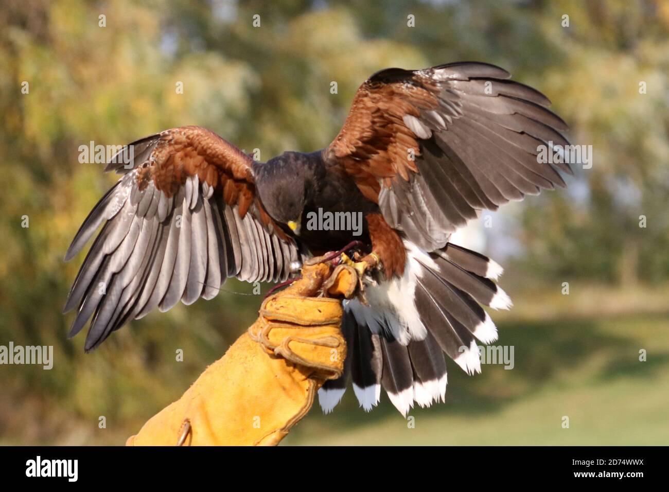 Harris Hawk hunting for falconry Stock Photo - Alamy
