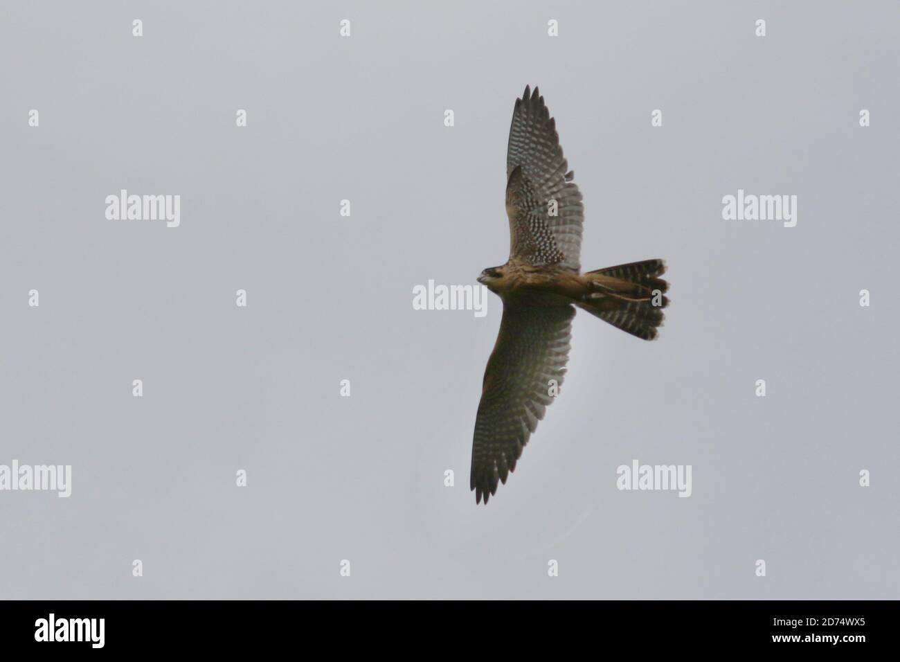 Peregrine falcon dive hi-res stock photography and images - Alamy