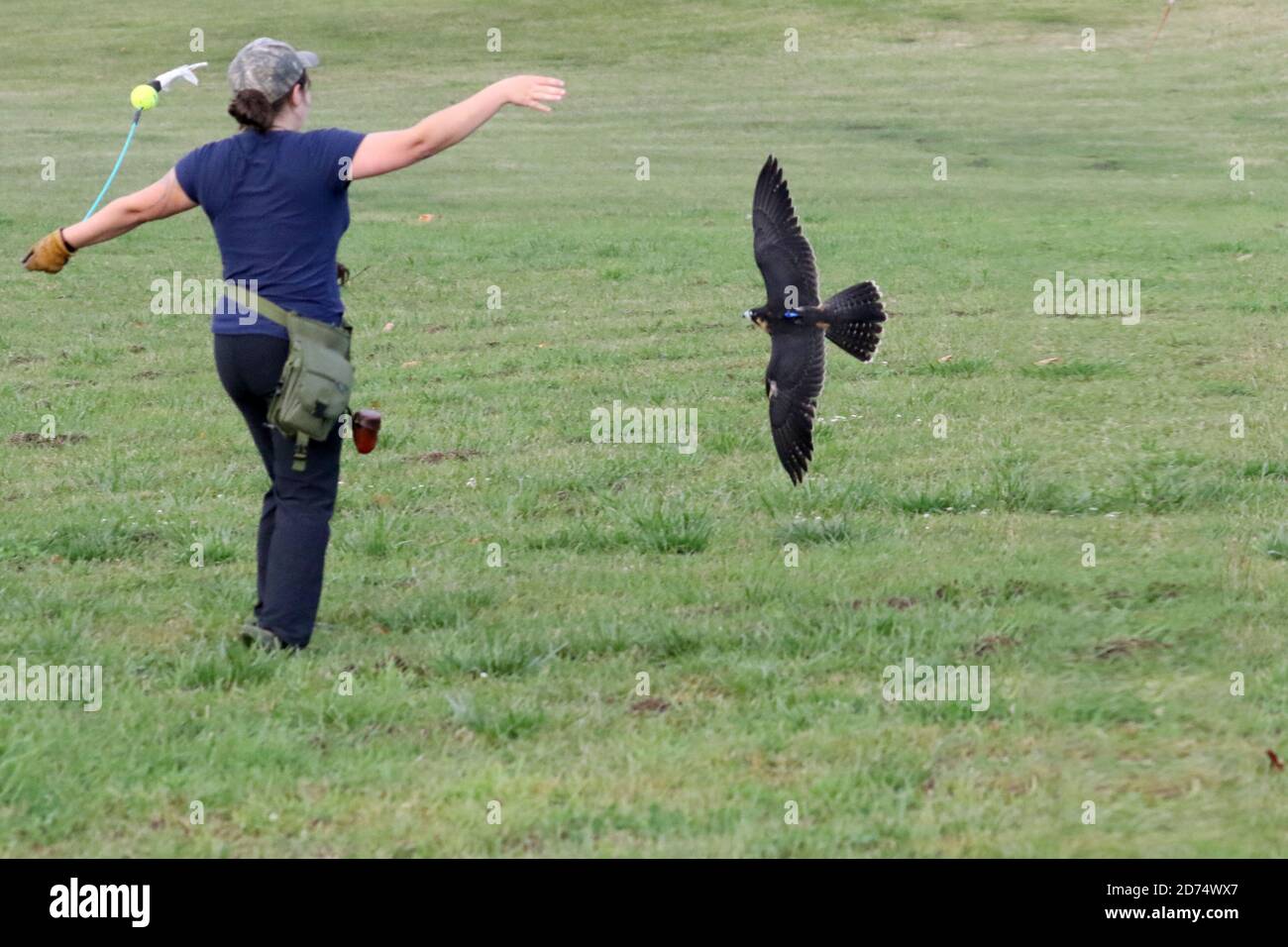 Peregrine Falcon used in Falconry Stock Photo - Alamy