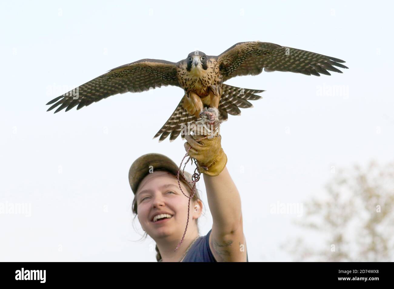 Peregrine Falcon used in Falconry Stock Photo - Alamy