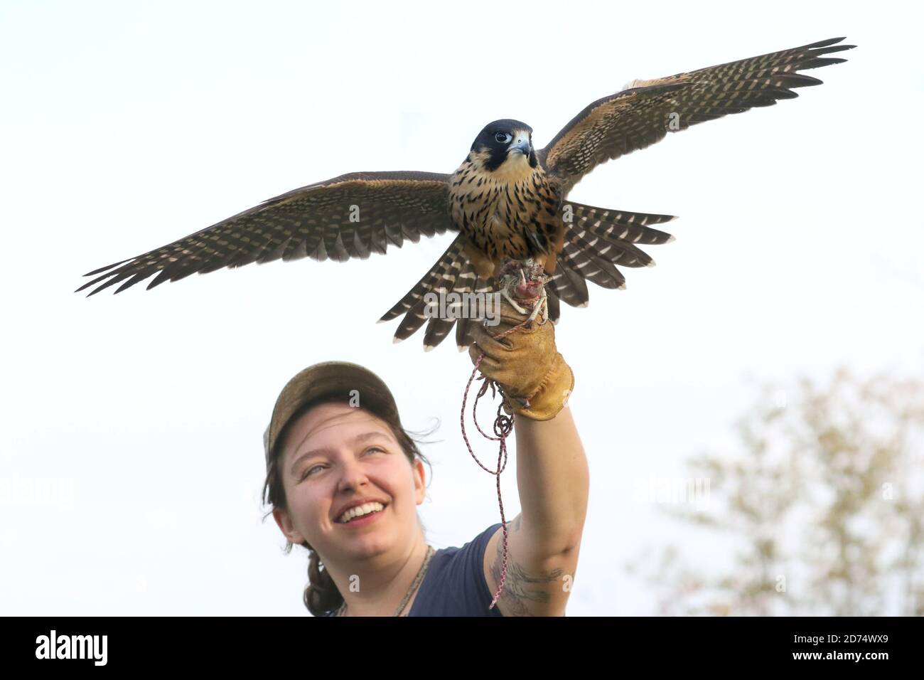 Peregrine falcon dive hi-res stock photography and images - Alamy