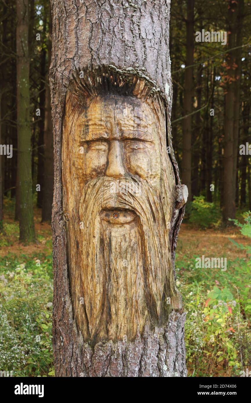 Face carved into the trunk of a pine tree. Enchanted Pines area. Daniel ...