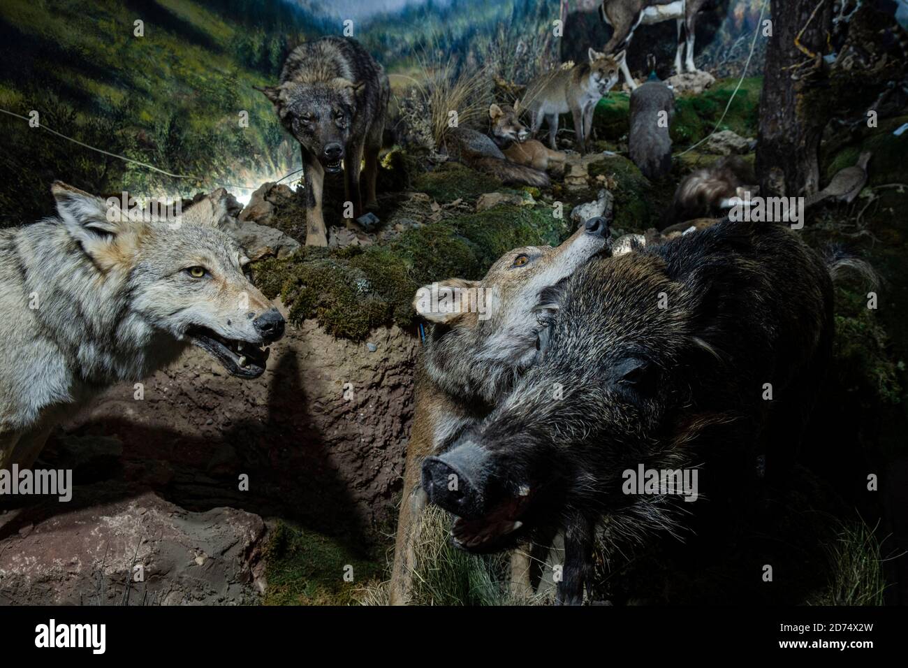 Alpha Wolf Attacking