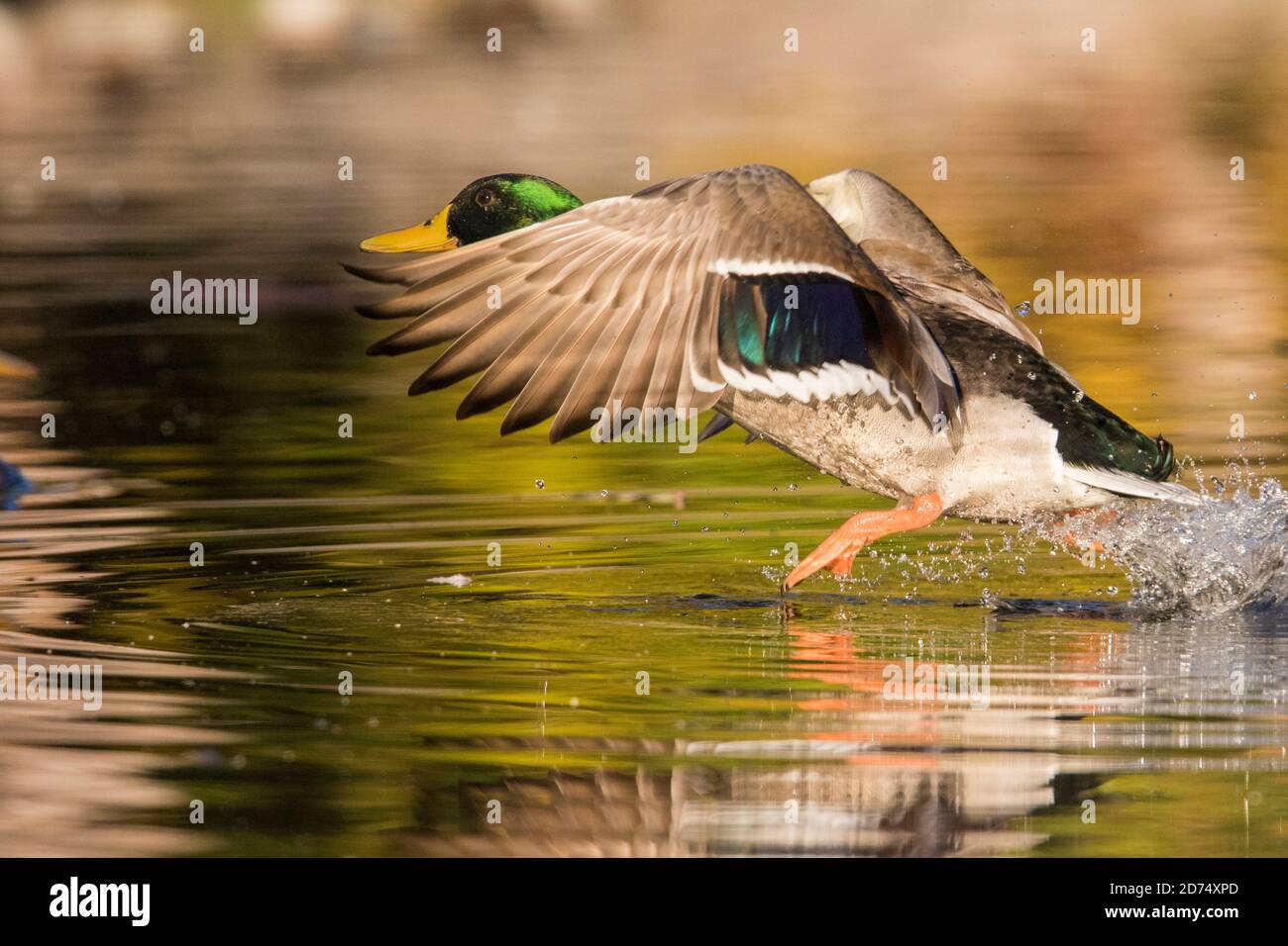 mallard drake in flight Stock Photo - Alamy