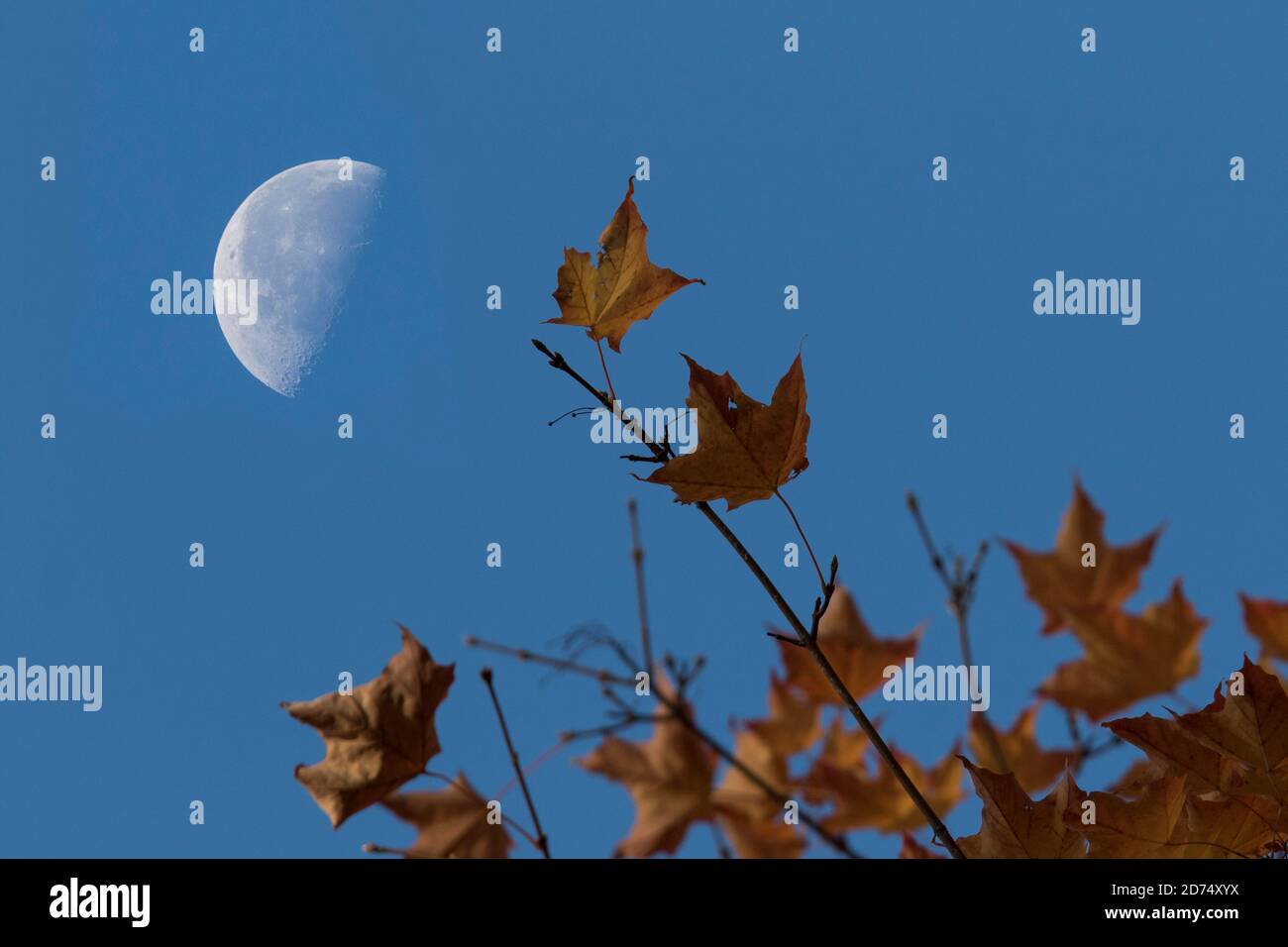F g moon hi-res stock photography and images - Alamy