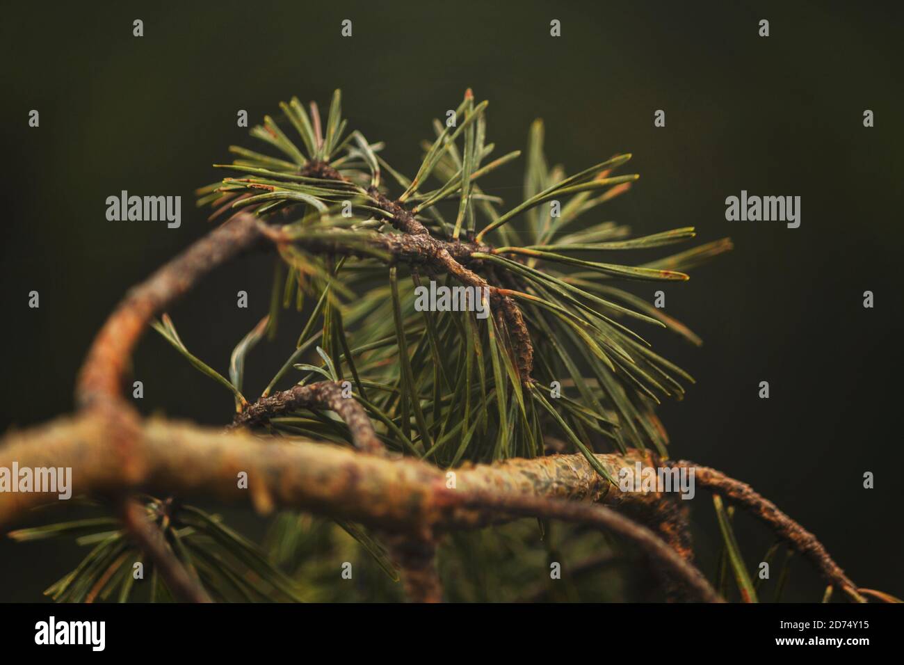 Green tree branch detail during fall Stock Photo - Alamy