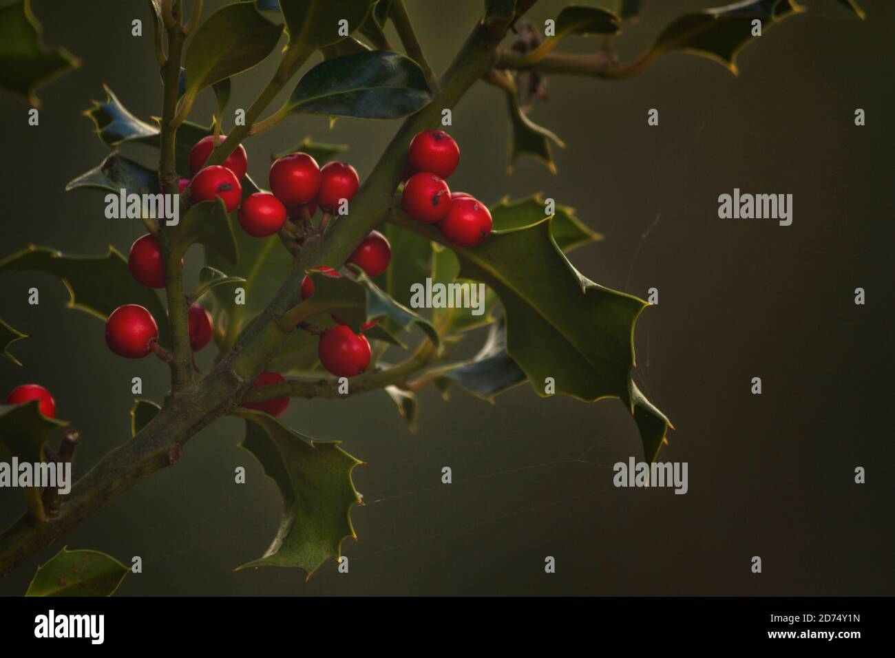 Detail of holly with fruits during autumn Stock Photo - Alamy