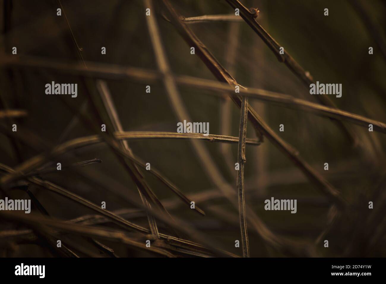 Branch detail hi-res stock photography and images - Alamy