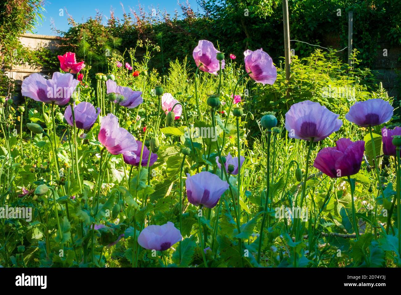 Garden rewilding hi-res stock photography and images - Alamy