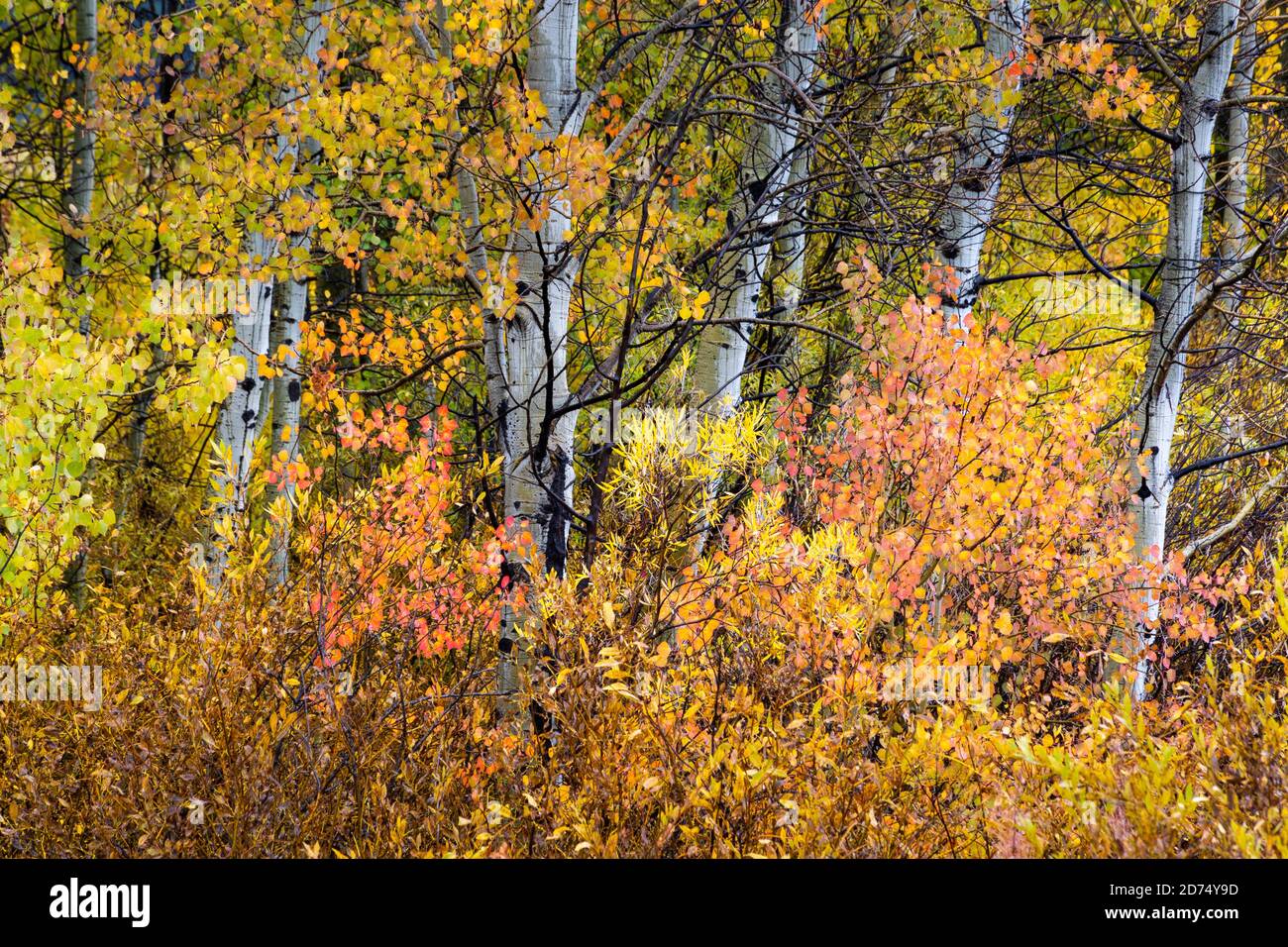 Aspen trees changing during the autumn season creating abstract ...