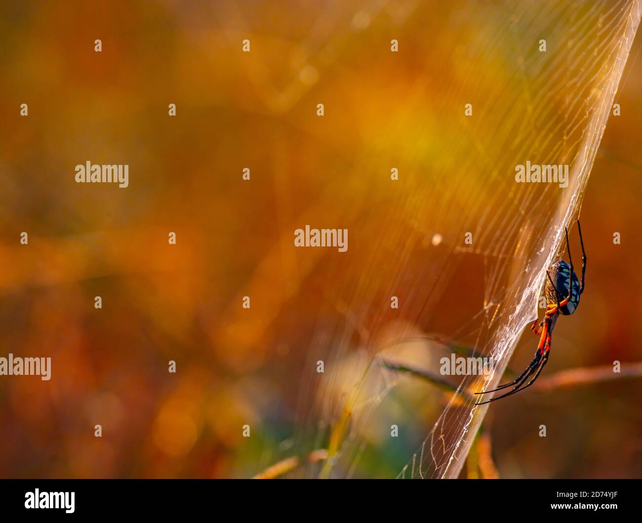 Female Yellow Garden ORB Weaver Spider (Argiope Aurantia). Yellow ...