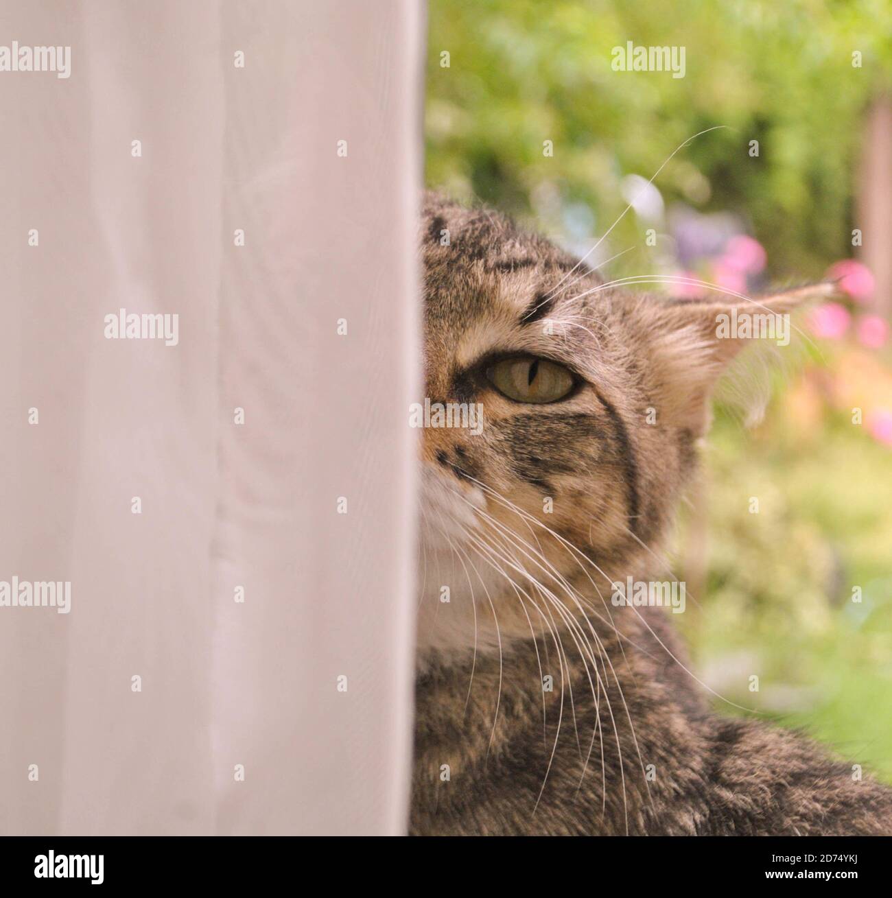 Gray cat looking from behind a white wall Stock Photo - Alamy
