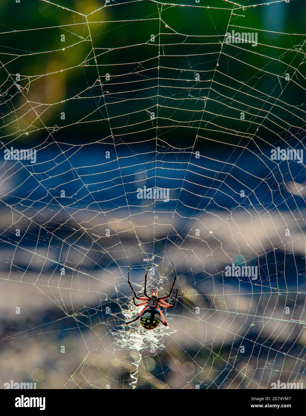 Female Yellow Garden ORB Weaver Spider (Argiope Aurantia). Yellow ...