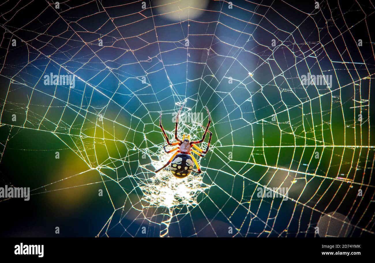 Female Yellow Garden ORB Weaver Spider (Argiope Aurantia). Yellow ...
