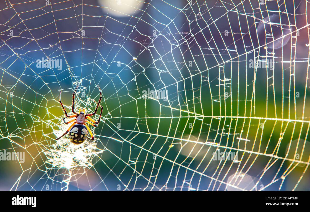 Female Yellow Garden ORB Weaver Spider (Argiope Aurantia). Yellow ...