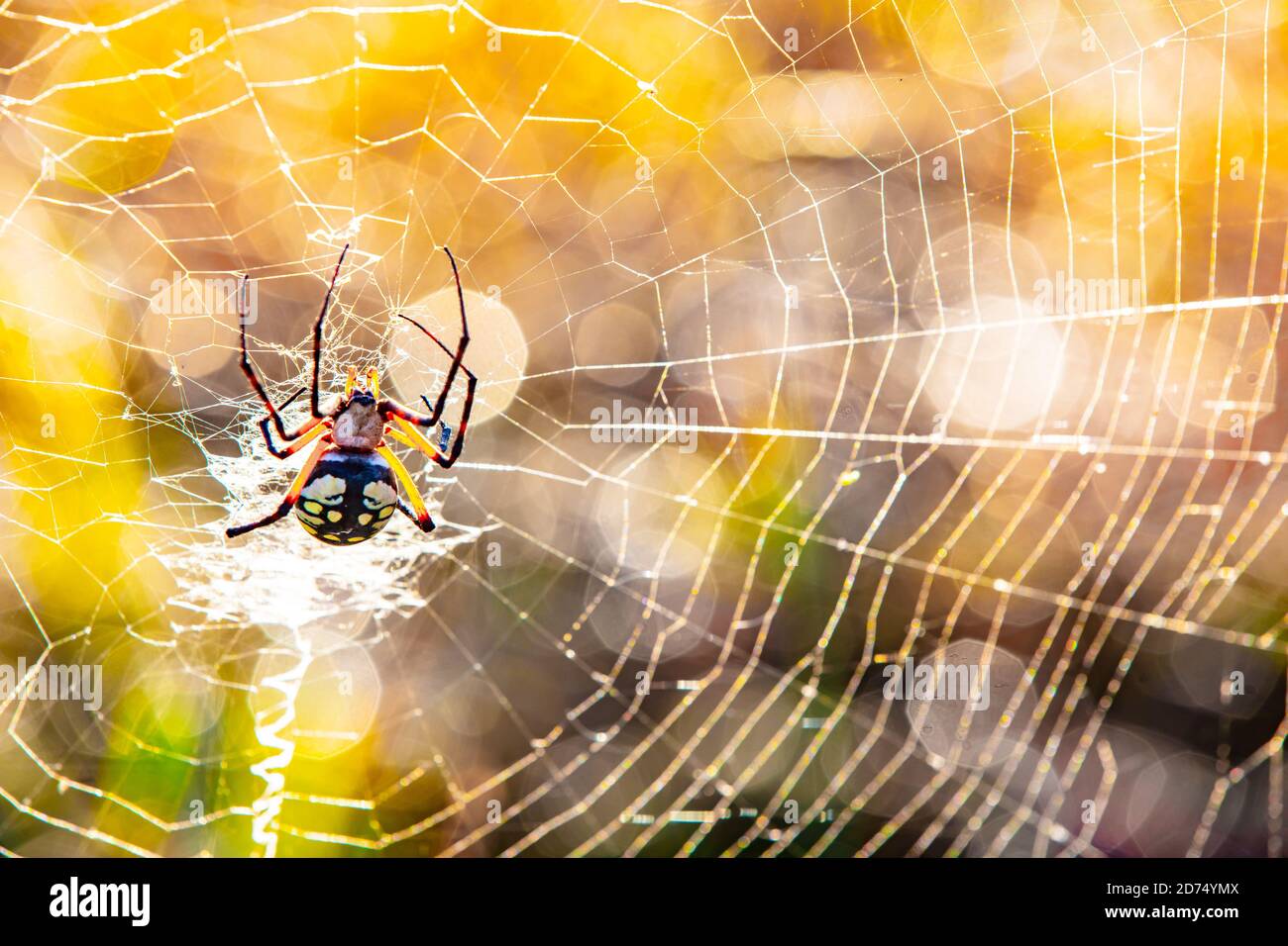 Female Yellow Garden ORB Weaver Spider (Argiope Aurantia). Yellow ...