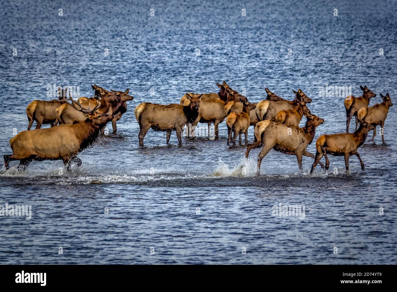 elk in rut at rocky mountain national park Stock Photo - Alamy