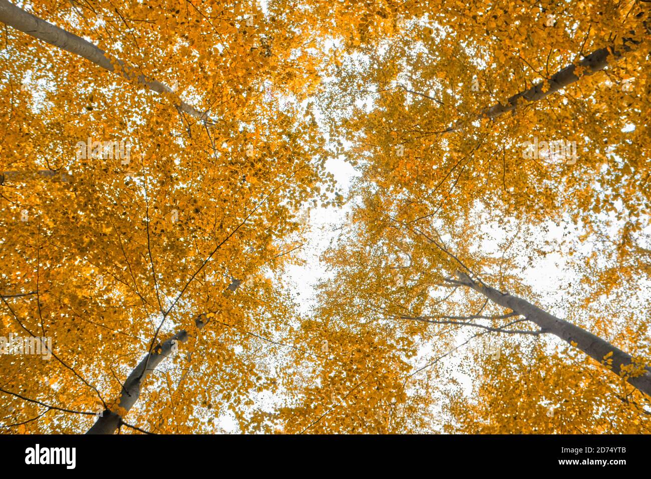 Looking up at trees in fall color hi-res stock photography and images ...