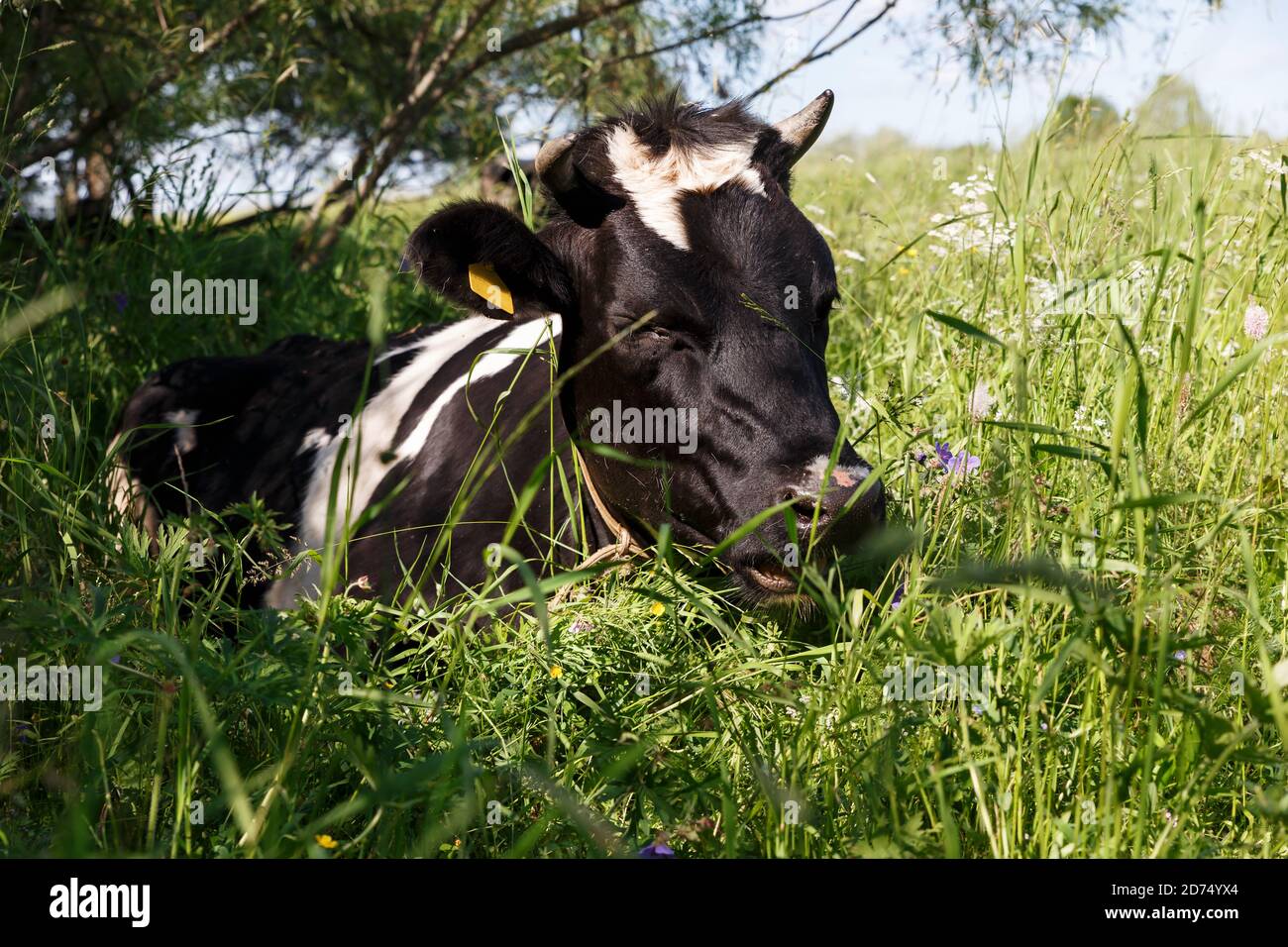 A black and white cow lies in the grass in the pasture. The cow lies in ...