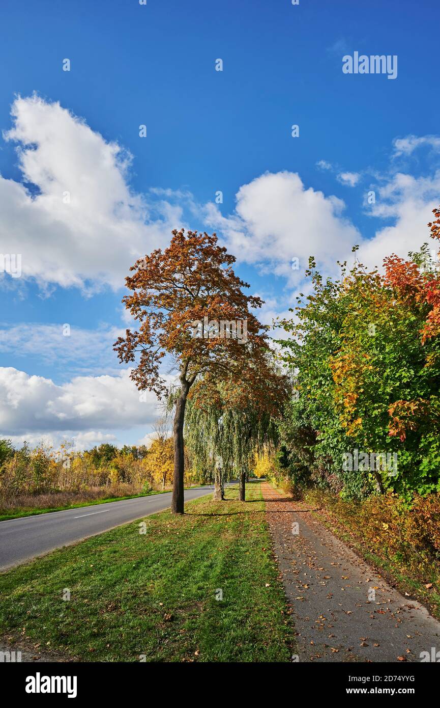 Landscape with an avenue and colorful autumn trees in the surrounding ...
