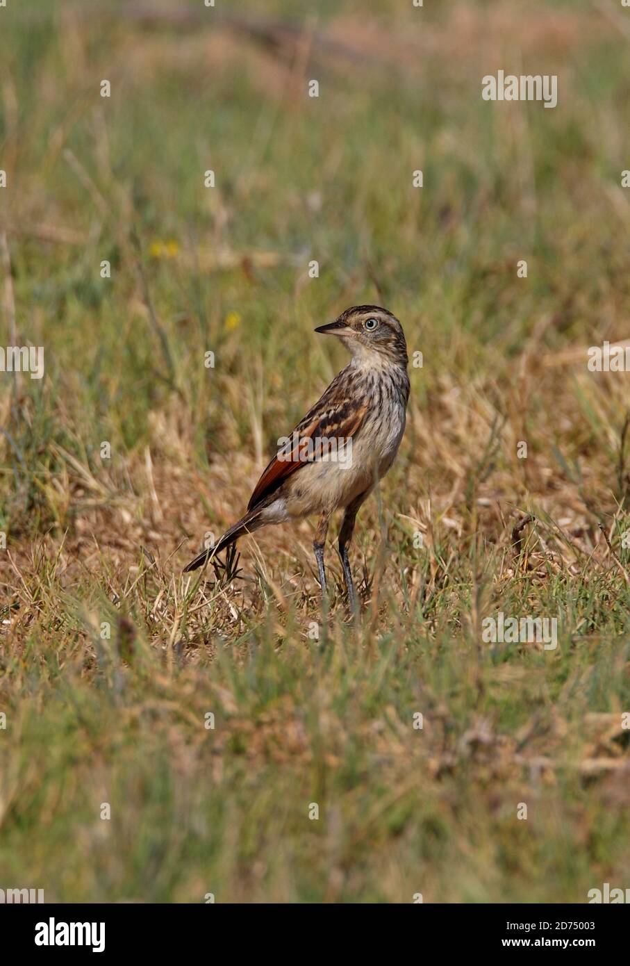 Spectacled tyrant hymenops perspicillatus adult female hi-res stock ...