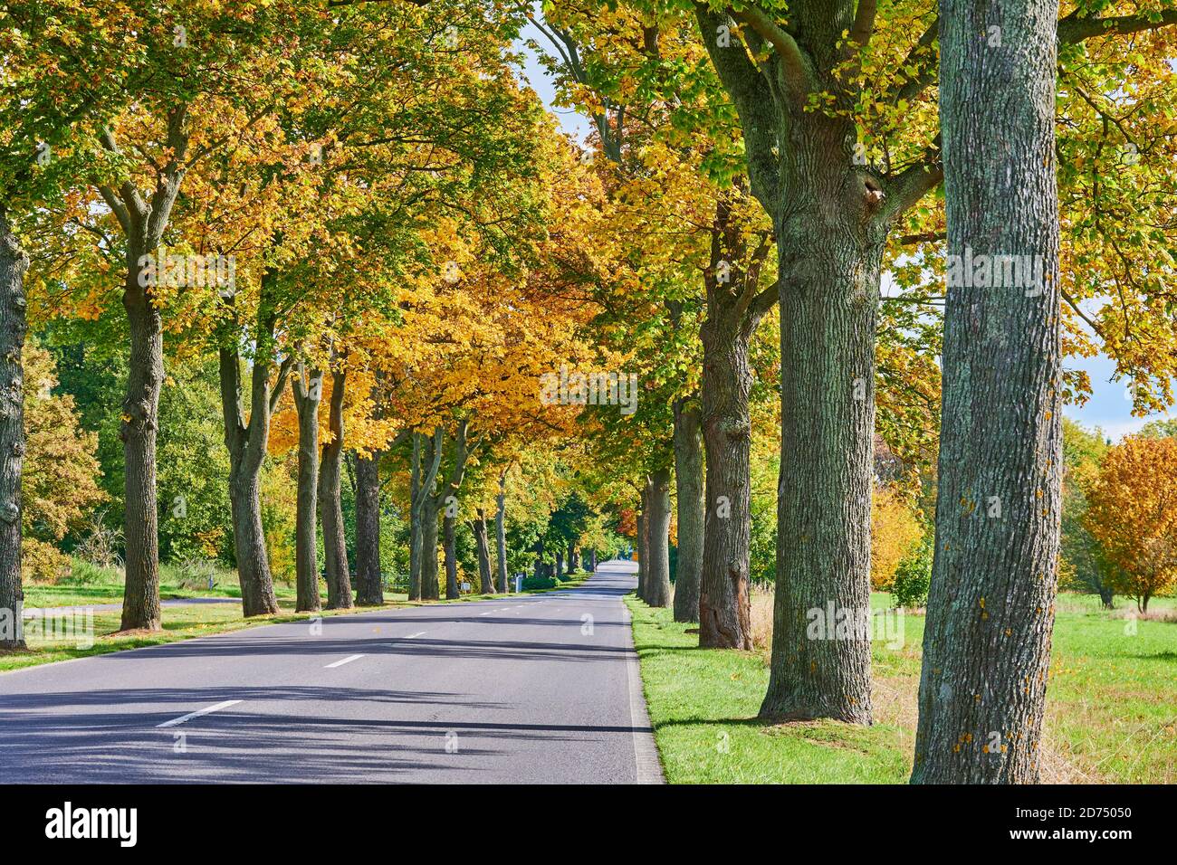 Landscape with an avenue and colorful autumn trees in the surrounding ...