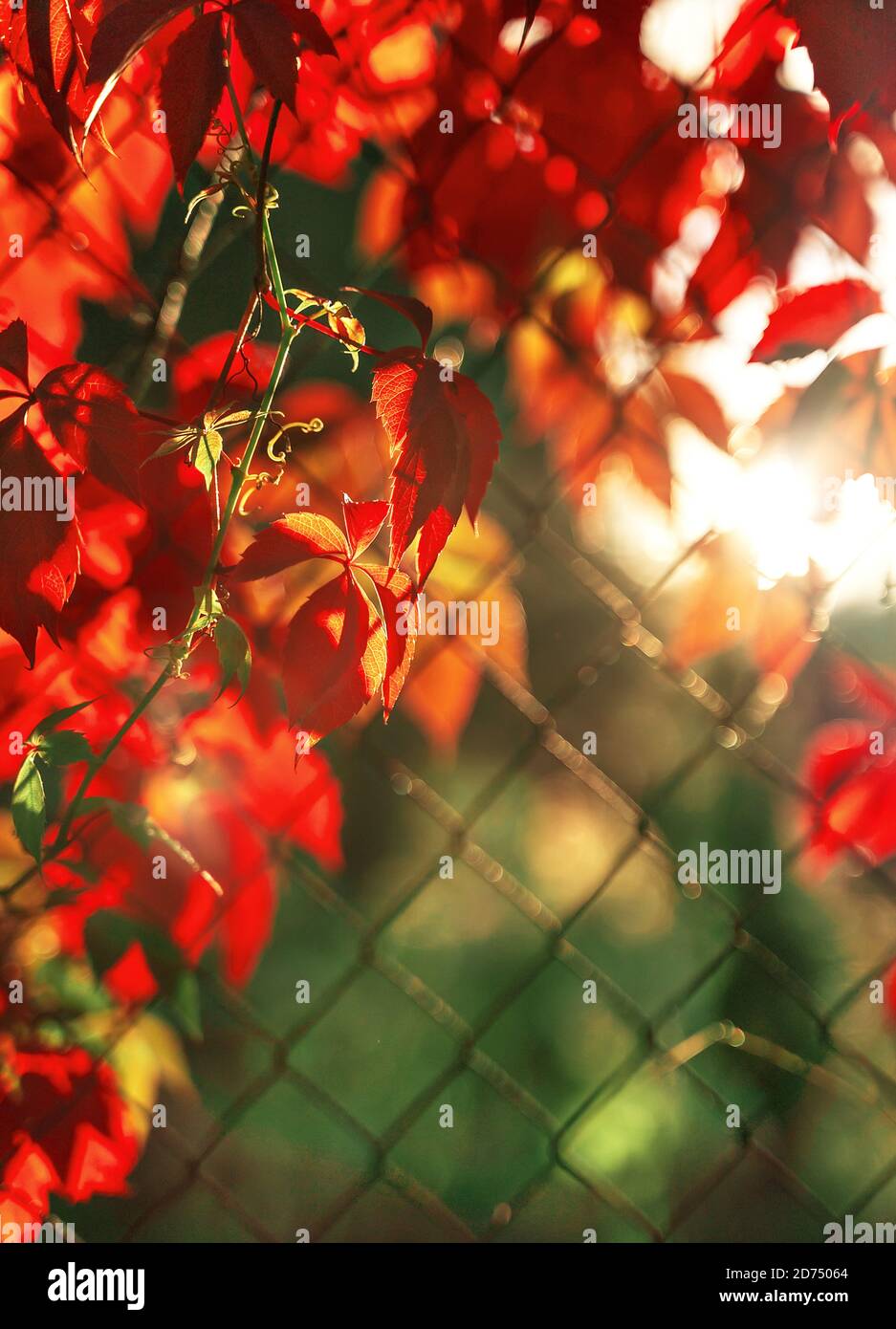 Rustic background of red autumn garden vine in sunset for decorative ...
