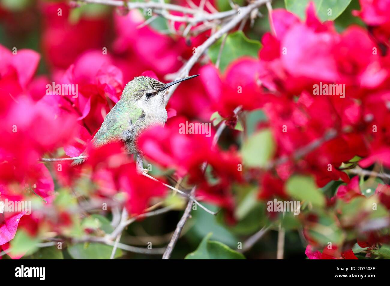 A hummingbird resting on a branch of magenta bougainvillea tree Stock ...