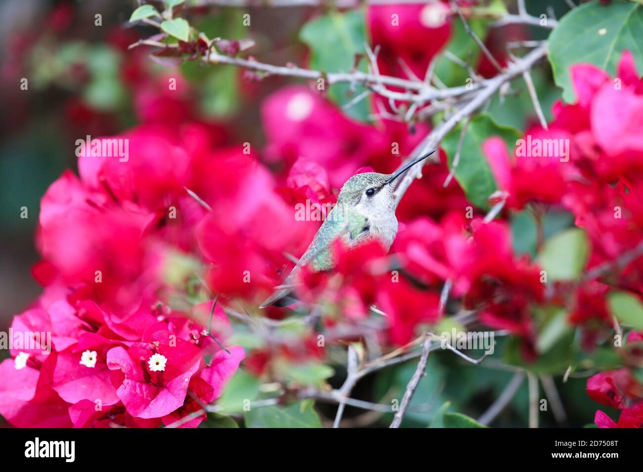 A hummingbird resting on a branch of magenta bougainvillea tree Stock ...