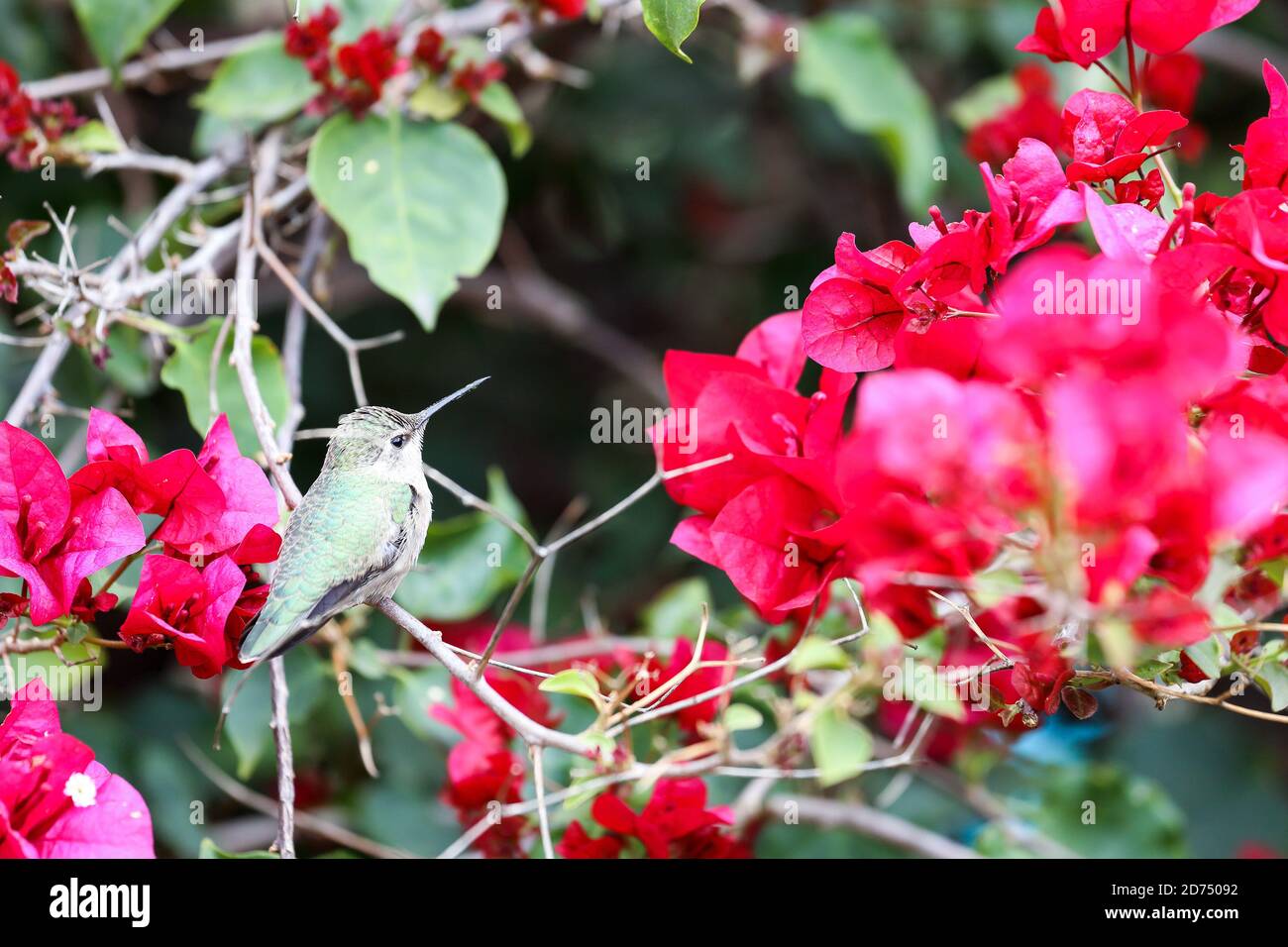 A hummingbird resting on a branch of magenta bougainvillea tree Stock ...