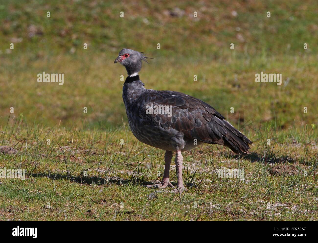 Southern Screamer (Chauna torquata) adult on Pampas grassland Buenos ...