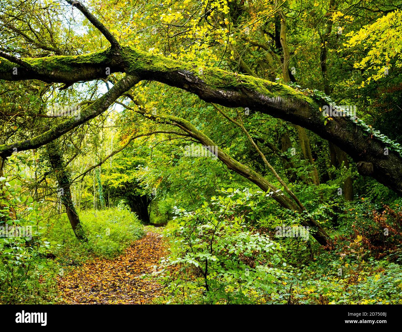 Moss Covered Fallen Tree, Fine Art Landscape, Clayfield Copse, Emma ...