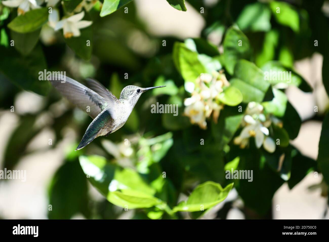 A hummingbird hovering to collect nectar from flowers of grapefruit ...