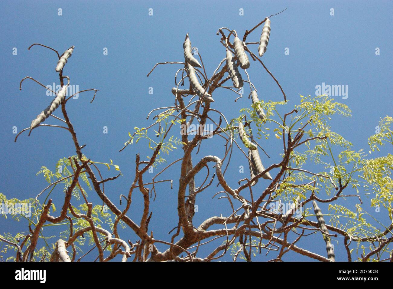 Seed pods dangling from the high branches of a baobab tree Stock Photo ...